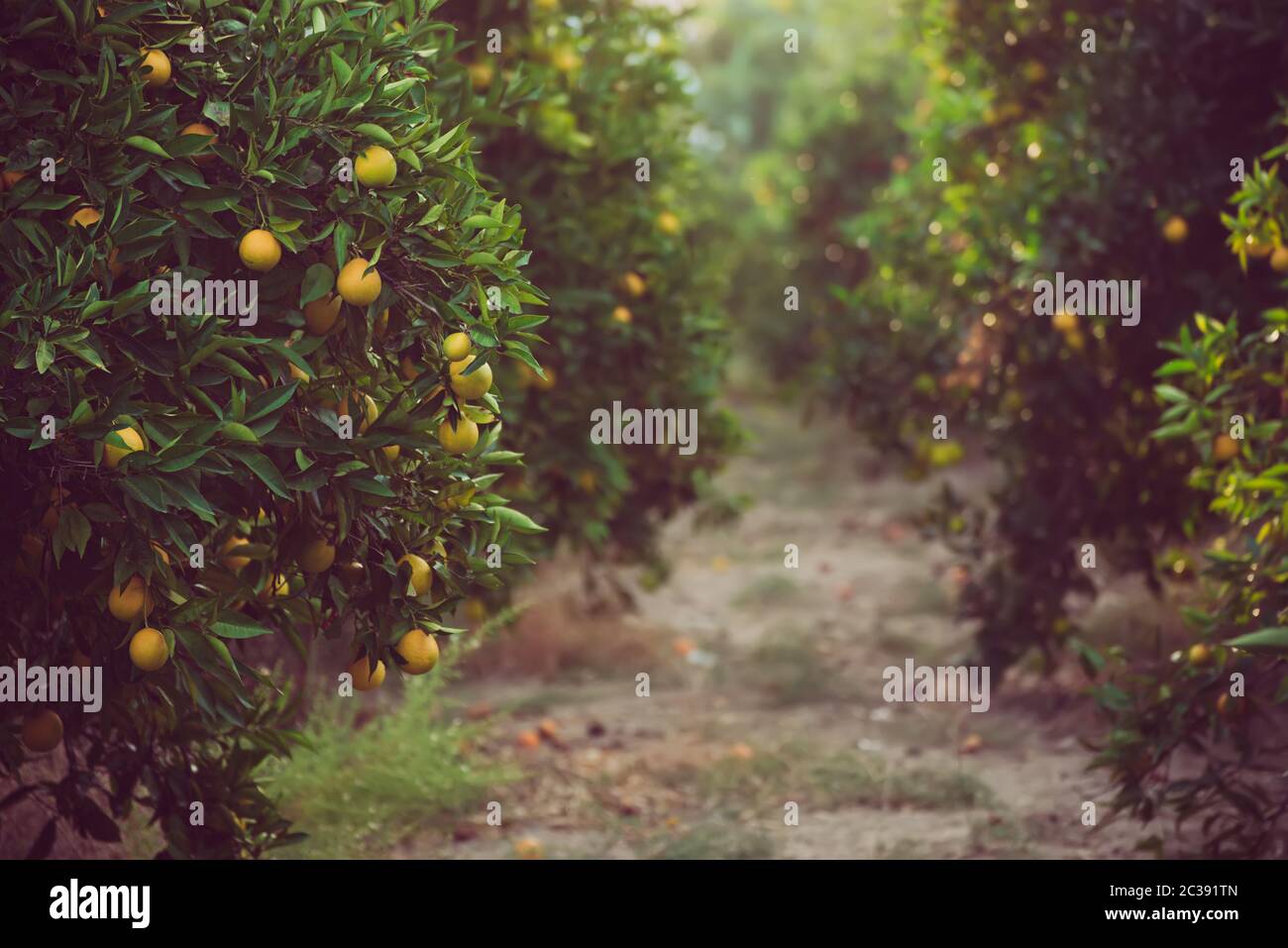Orange garden with ripening orange fruits on the trees with green ...