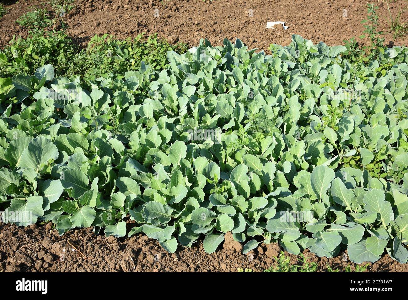 Cabbage field or farm, Green cabbages in the agriculture field Stock ...