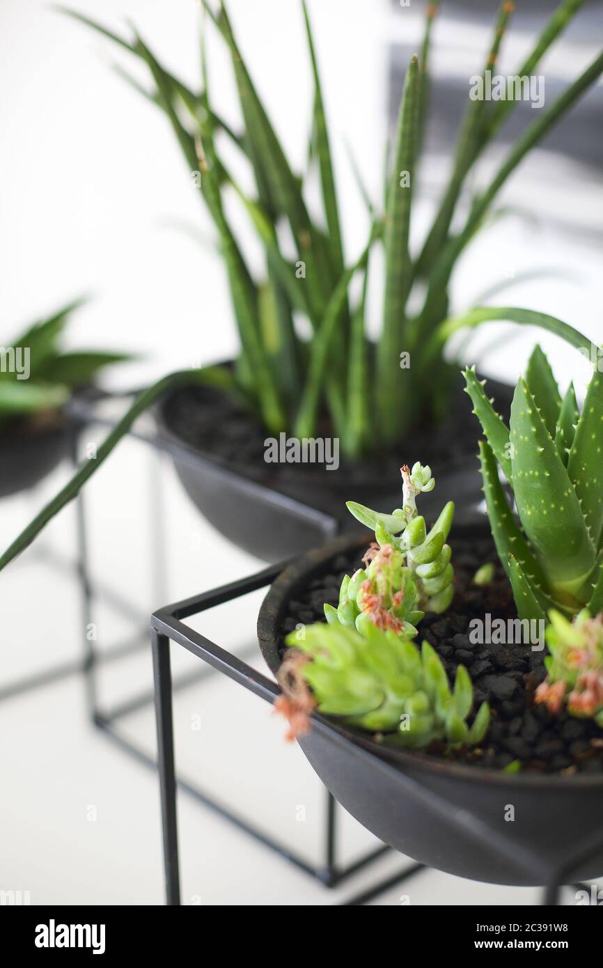 Modern pots with green growing plants Stock Photo - Alamy