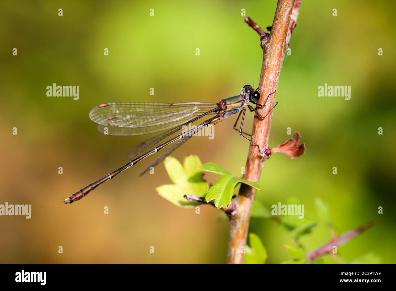 Dragonfly antenna hi-res stock photography and images - Alamy