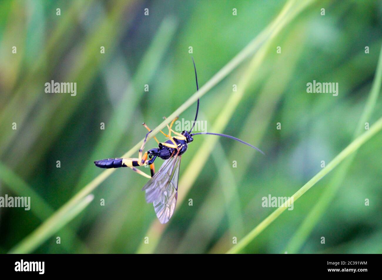 a wasp-like insect on a blade of grass Stock Photo - Alamy