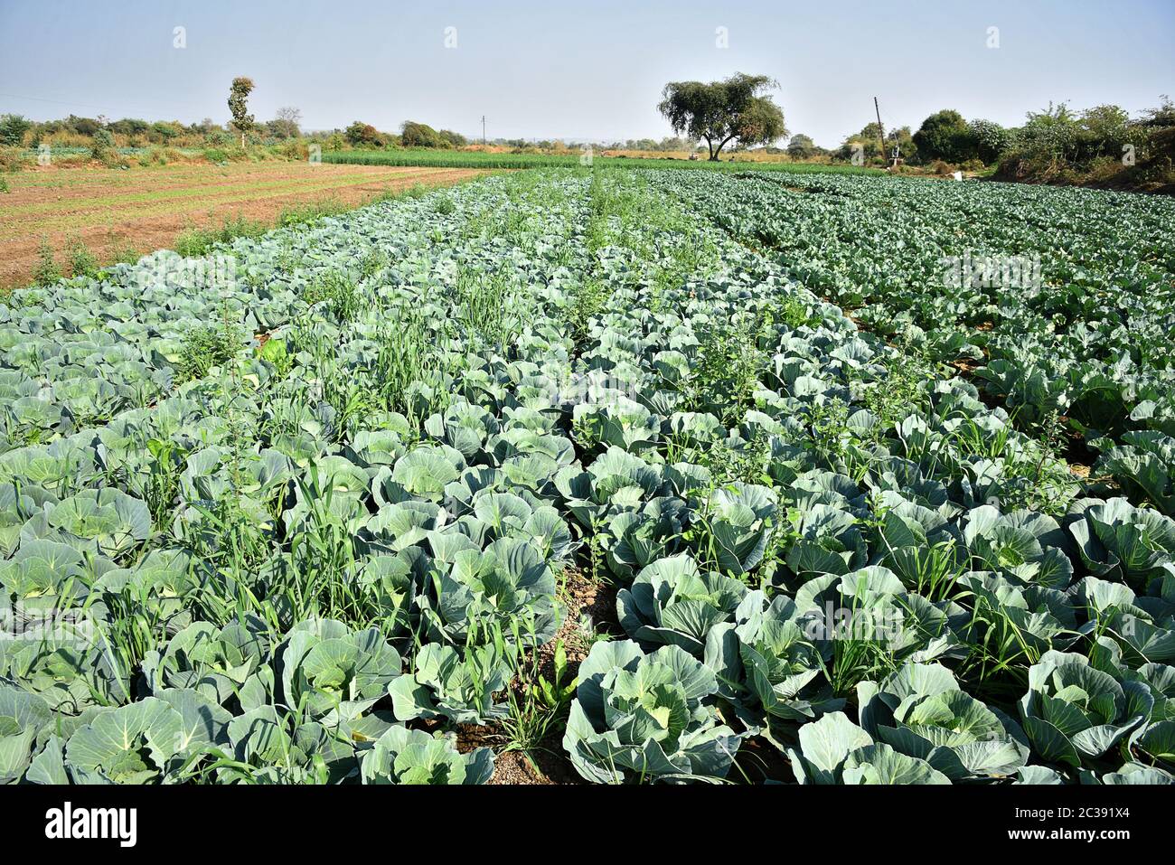 Cabbage field or farm, Green cabbages in the agriculture field Stock ...