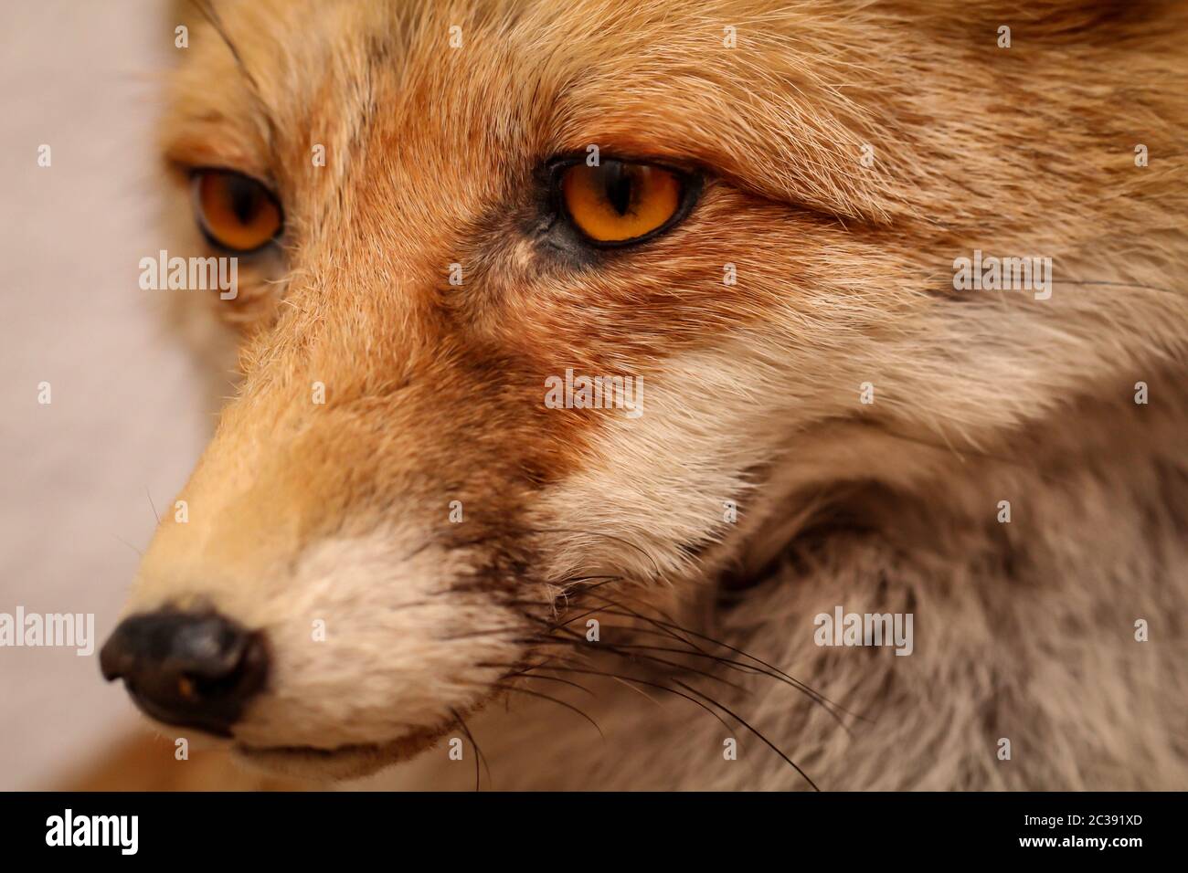 Stuffed fox hi-res stock photography and images - Alamy