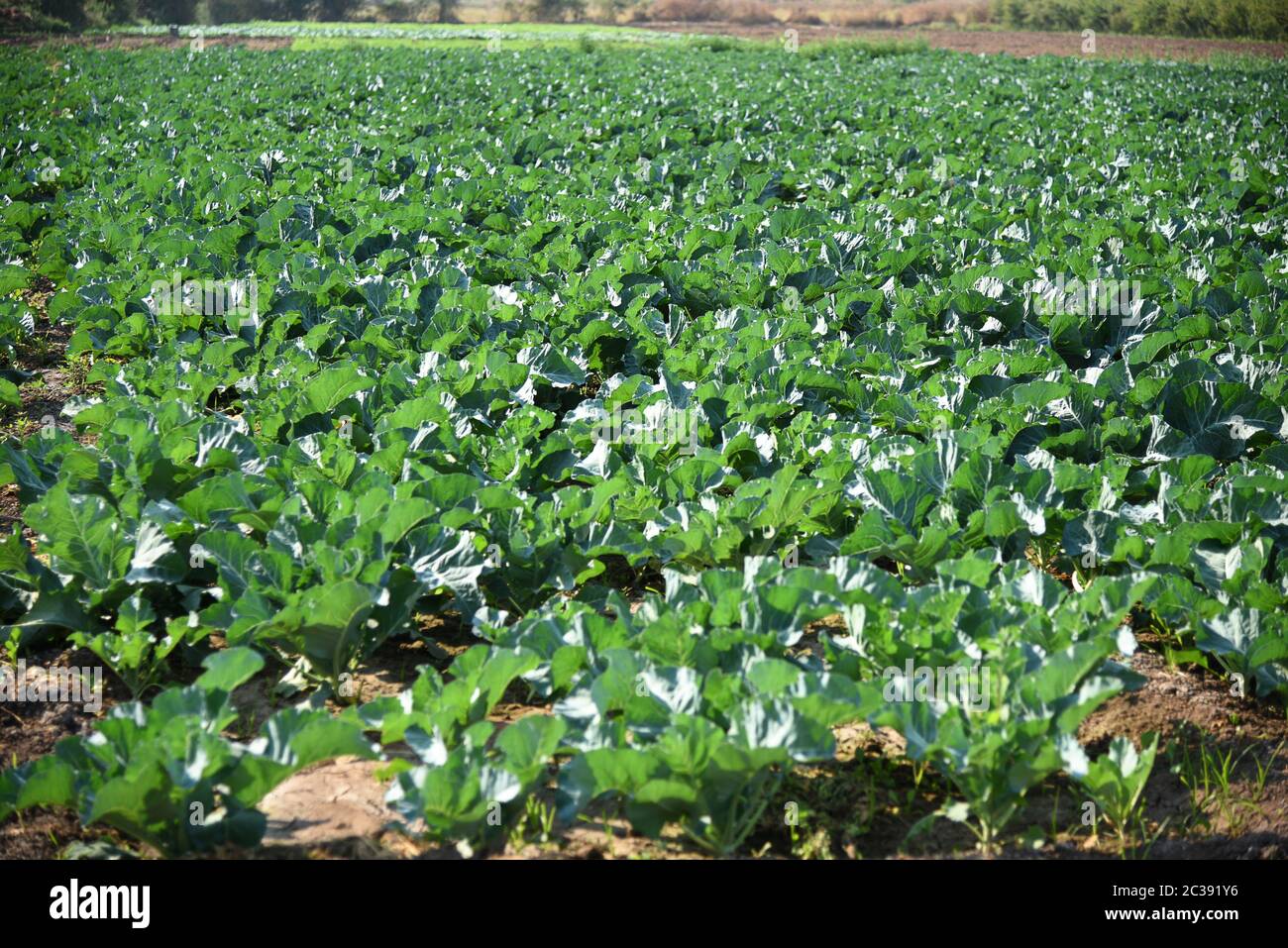Cabbage field or farm, Green cabbages in the agriculture field Stock ...