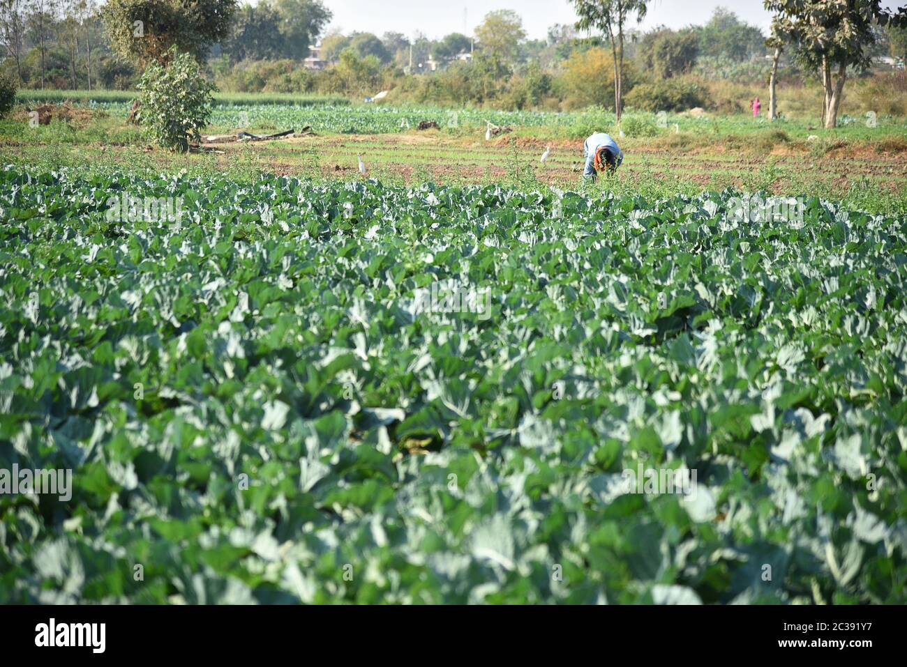 Cabbage field or farm, Green cabbages in the agriculture field Stock ...