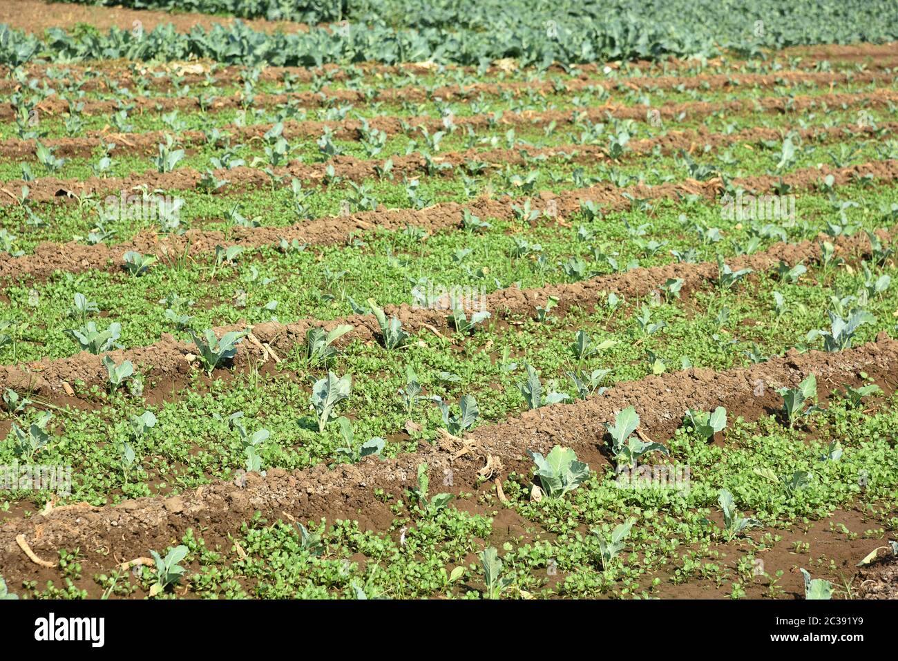 Cabbage field or farm, Green cabbages in the agriculture field Stock ...