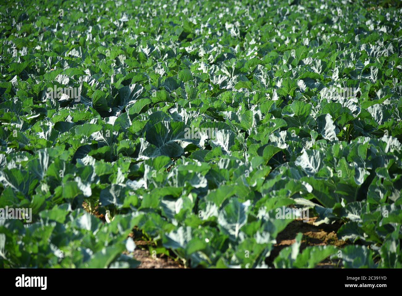 Cabbage field or farm, Green cabbages in the agriculture field Stock ...