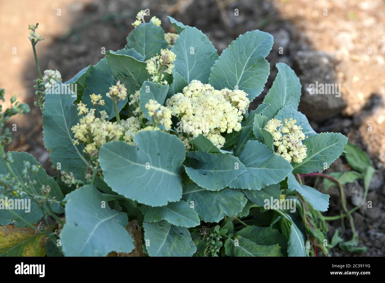 Closeup Green cabbages in the agriculture field, Cabbage field or farm ...