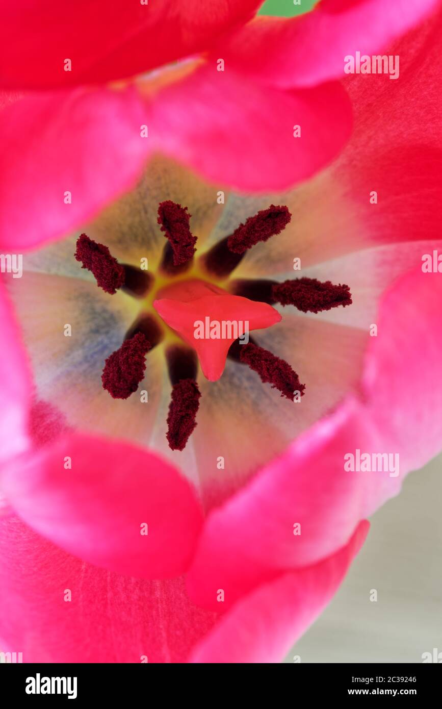 Tulip stamen pistil macro hi-res stock photography and images - Alamy