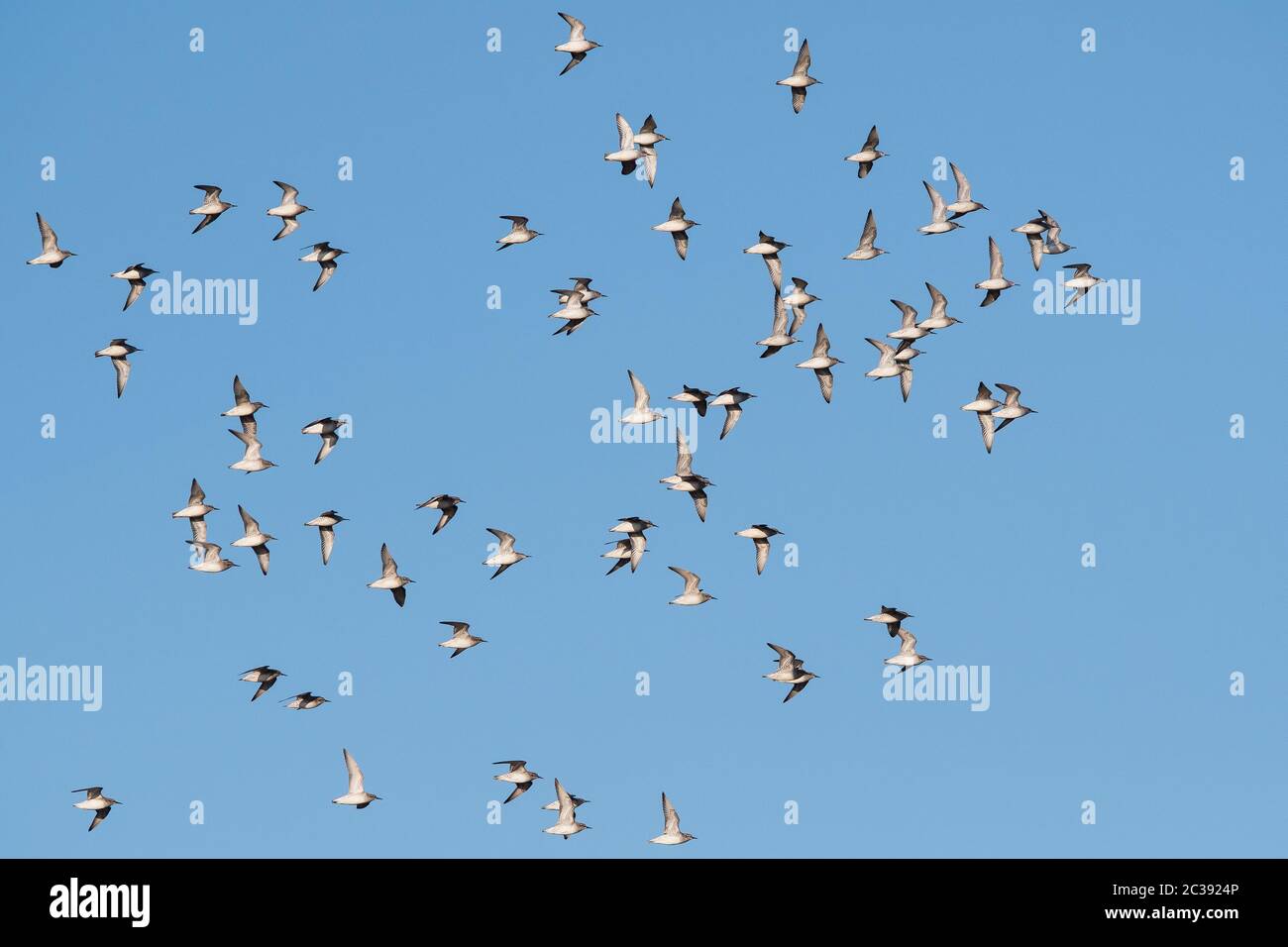 Red Knot, Grey Plover and Dunlin birds flying over sea Stock Photo - Alamy
