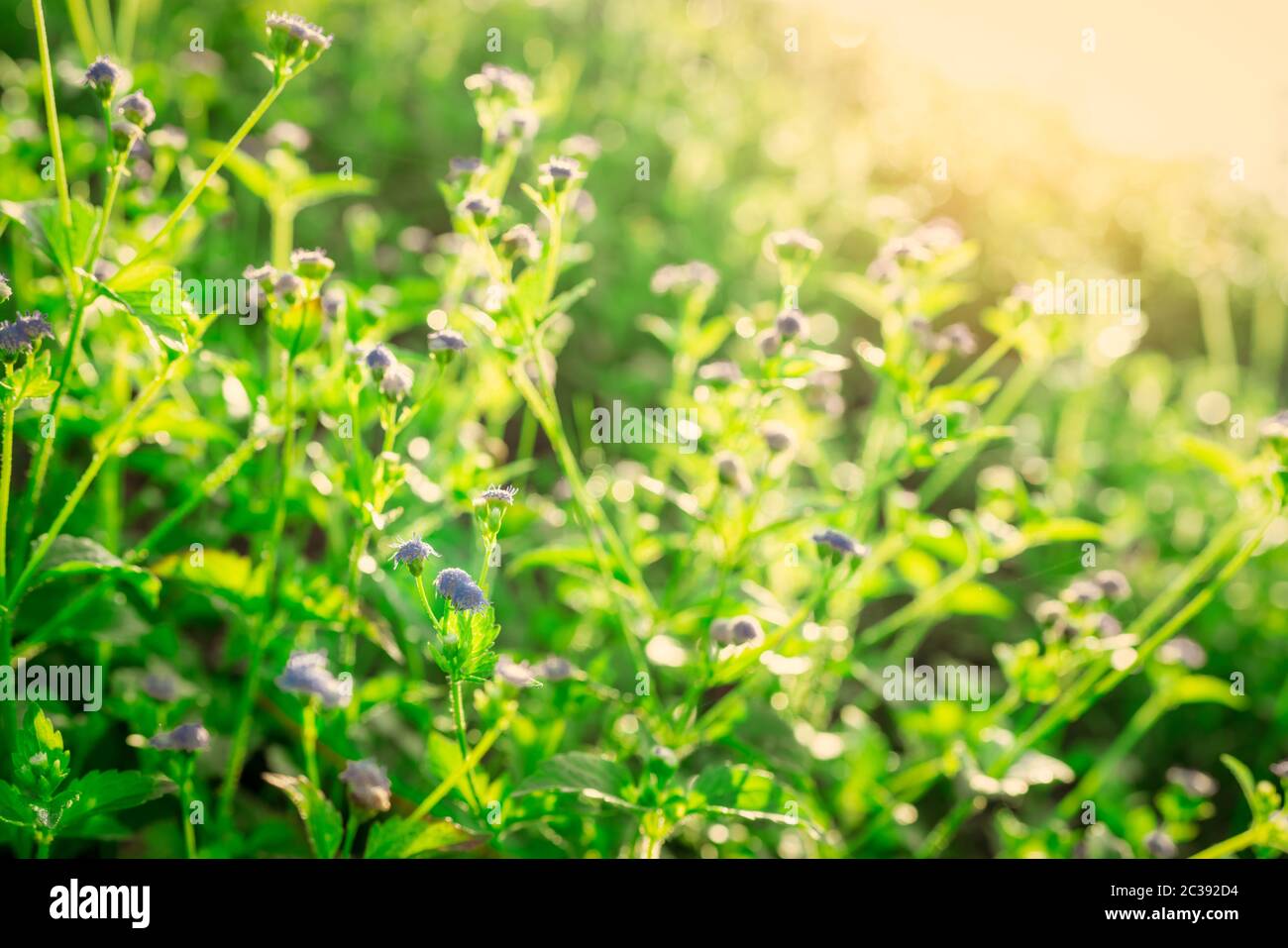 Selective focus of purple grass flower in the garden with morning ...