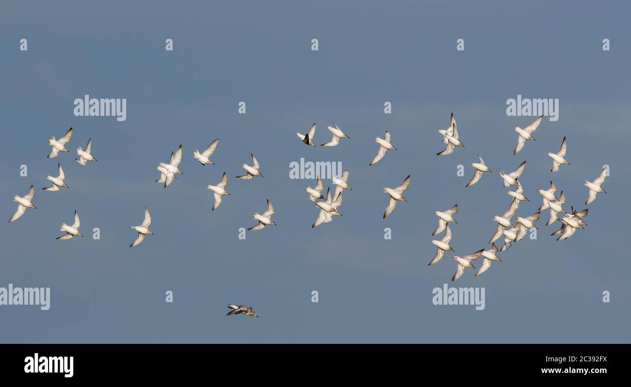 Grey feathered birds hi-res stock photography and images - Alamy
