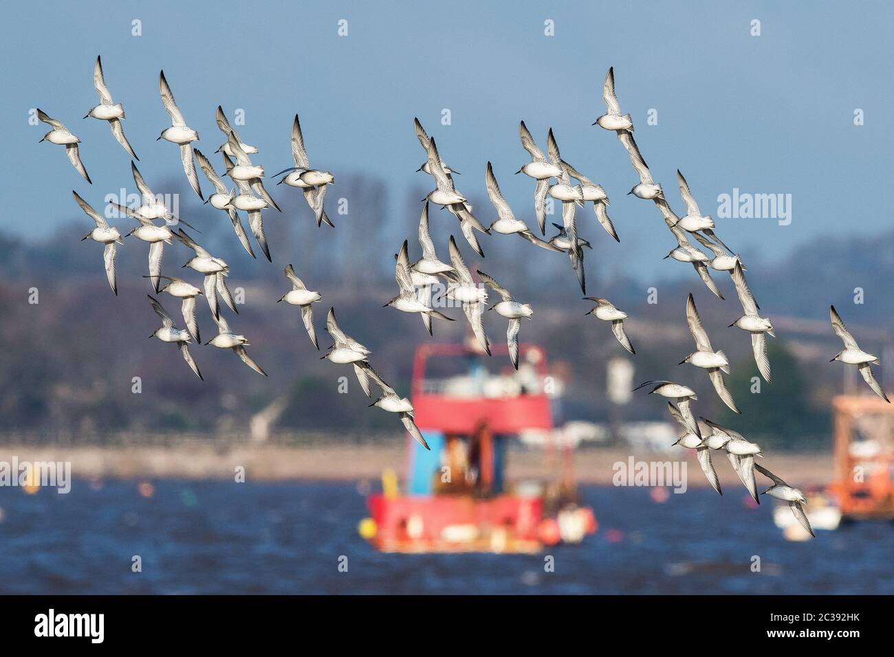 Red Knot, Grey Plover and Dunlin birds flying over sea Stock Photo - Alamy