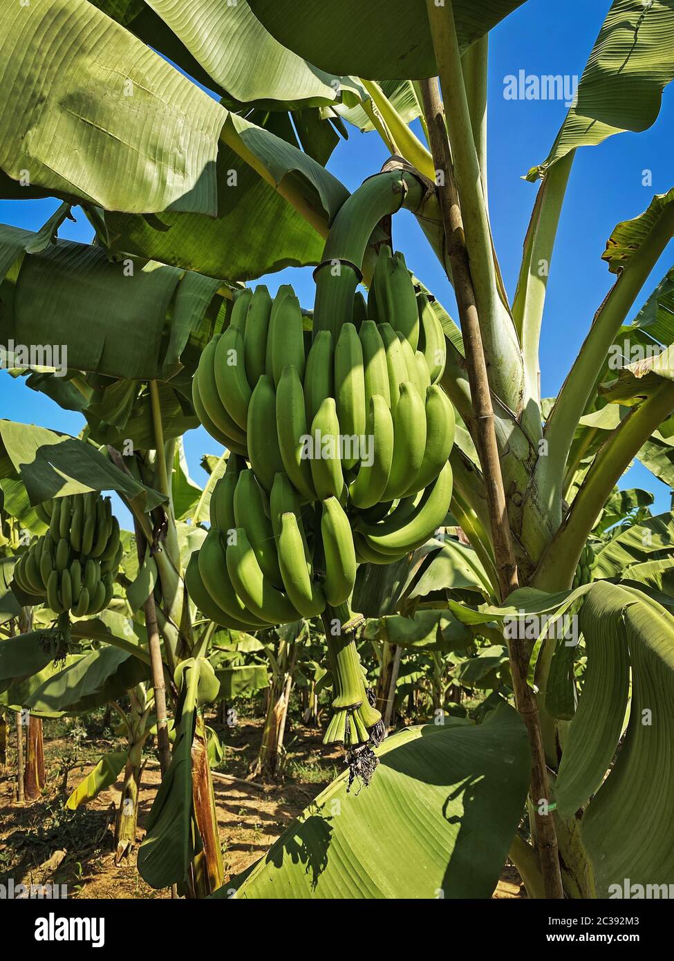 Banana Tree Plantation, agriculture with fresh big banana trunk Stock ...