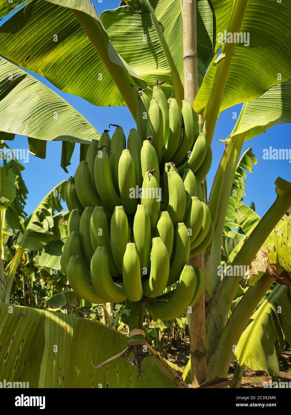 Banana Tree Plantation, agriculture with fresh big banana trunk Stock ...