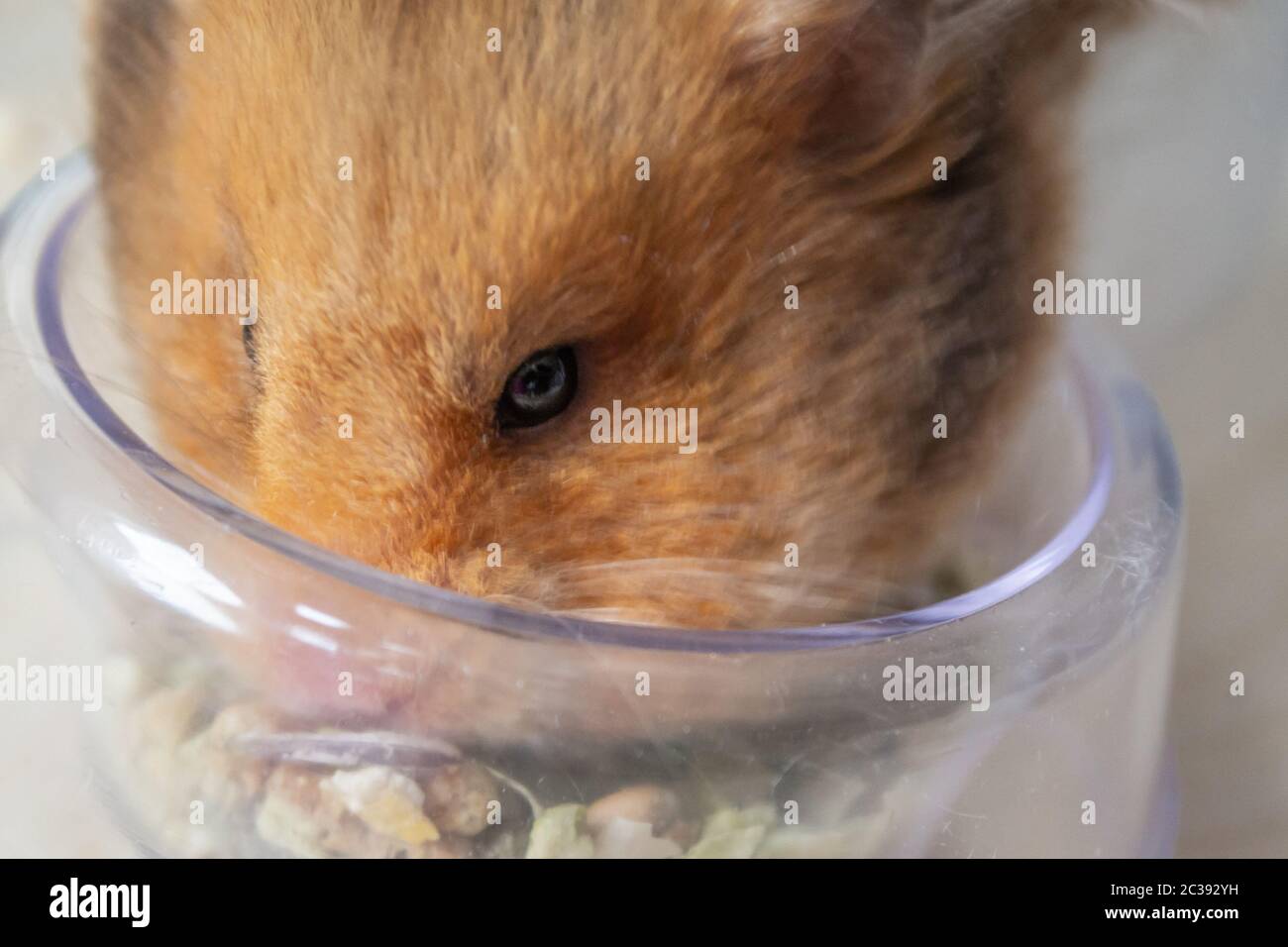 Syrian hamster eating from food bowl Stock Photo - Alamy