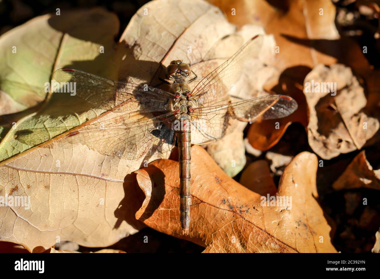 Dragon hopper hi-res stock photography and images - Alamy