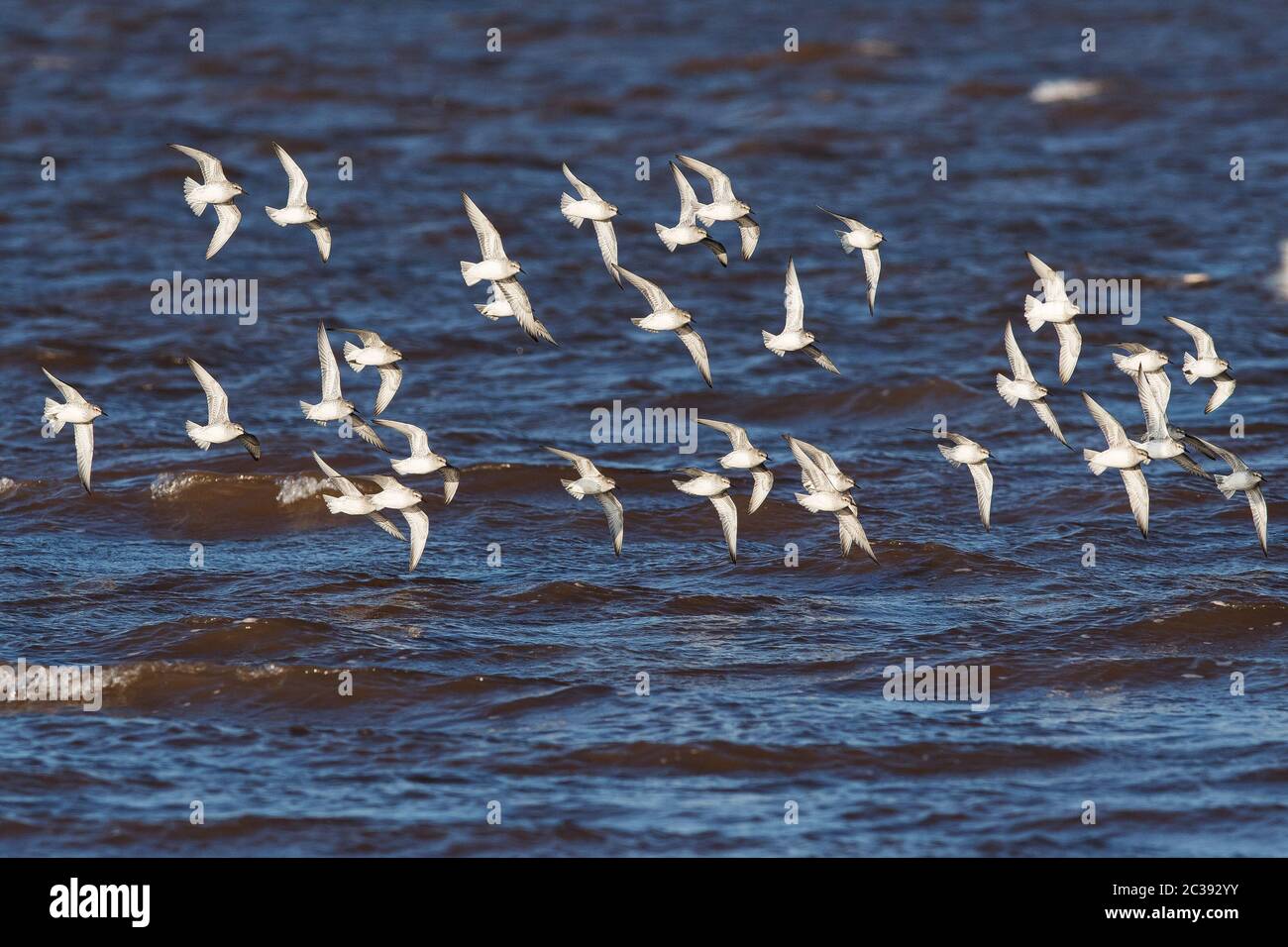 Red sea birds hi-res stock photography and images - Alamy