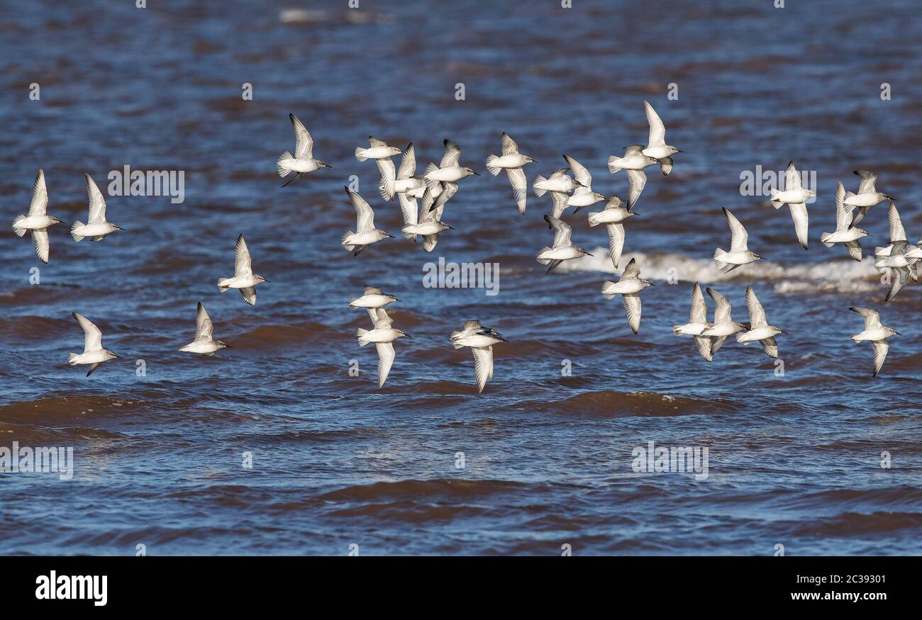 Grey Plover Flight High Resolution Stock Photography and Images - Alamy
