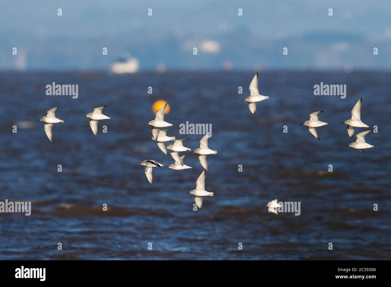 Grey plover flight hi-res stock photography and images - Alamy