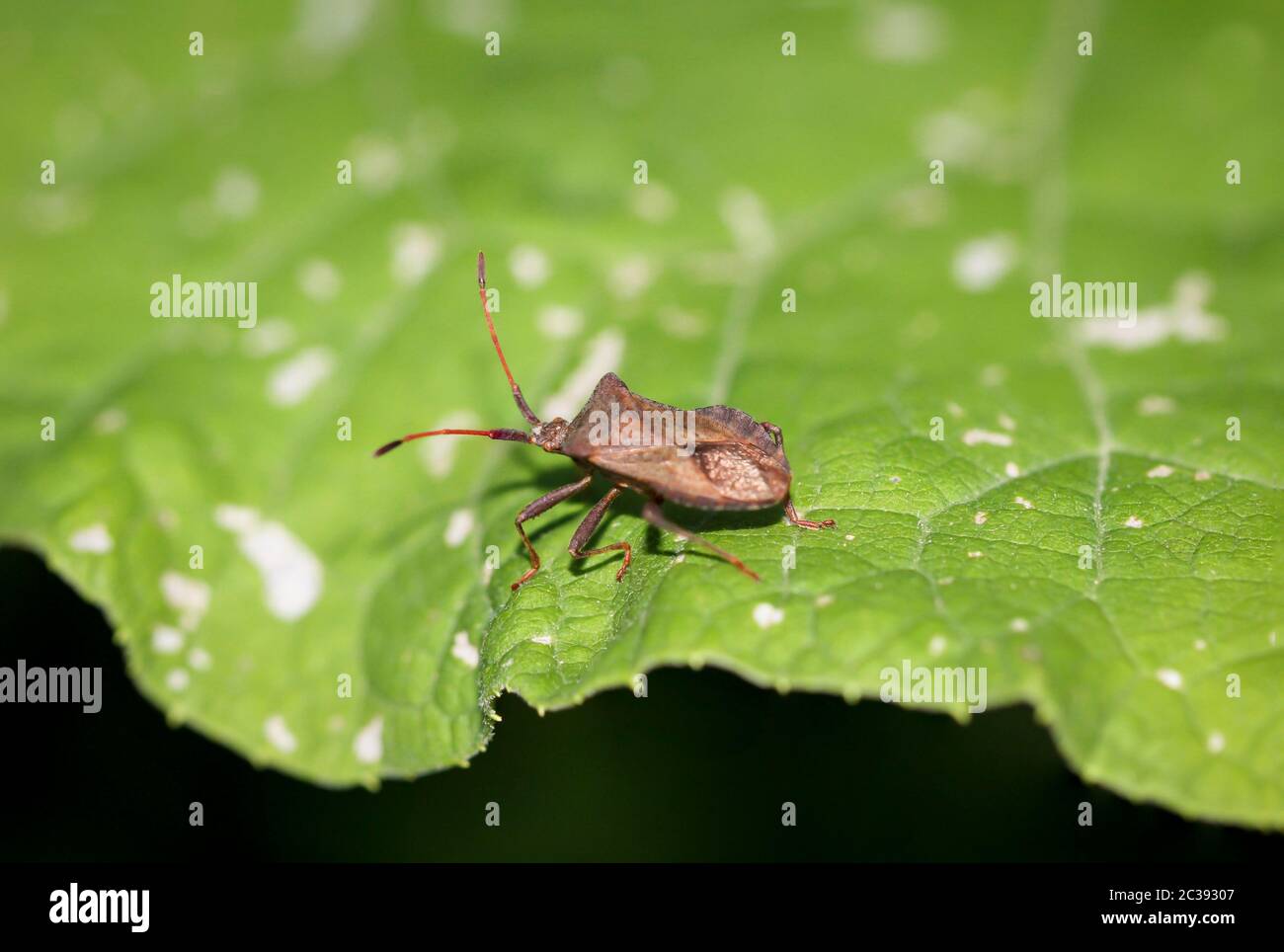 a bug runs along a leaf of a plant Stock Photo - Alamy