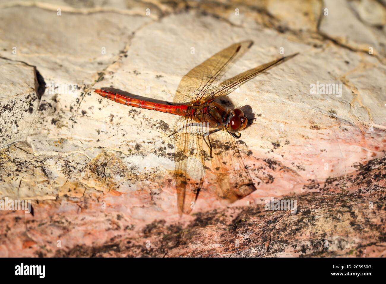 Dragon hopper hi-res stock photography and images - Alamy