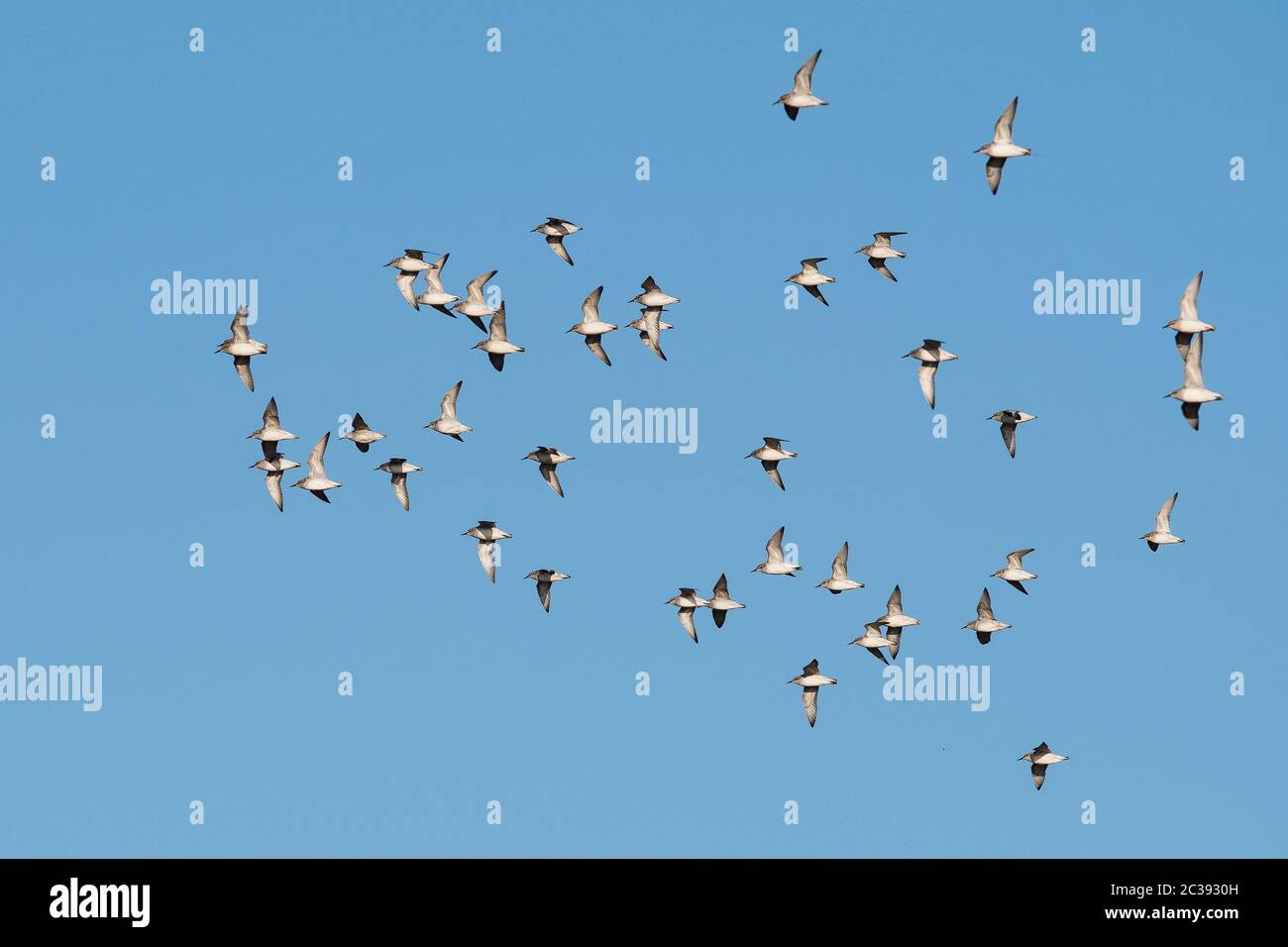 Red Knot, Grey Plover and Dunlin birds flying over sea Stock Photo - Alamy
