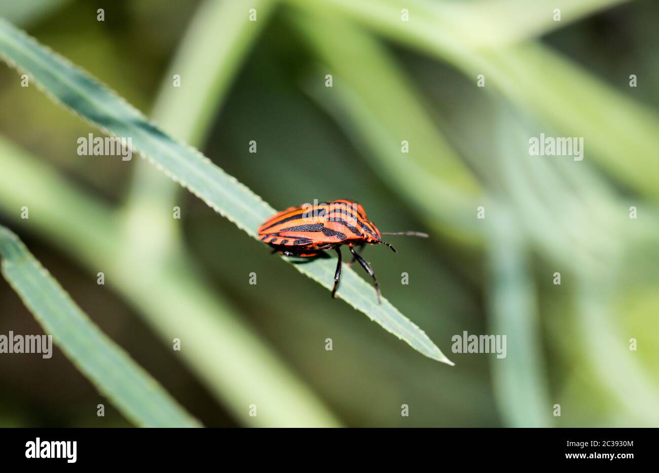a bug runs along a leaf of a plant Stock Photo - Alamy