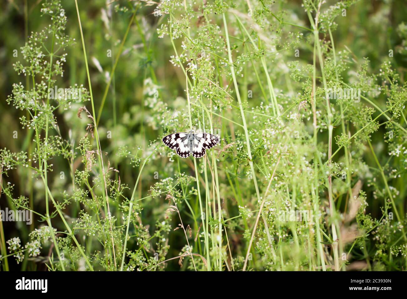 Butterfly checkerboard butterfly in a flower meadow hi-res stock ...