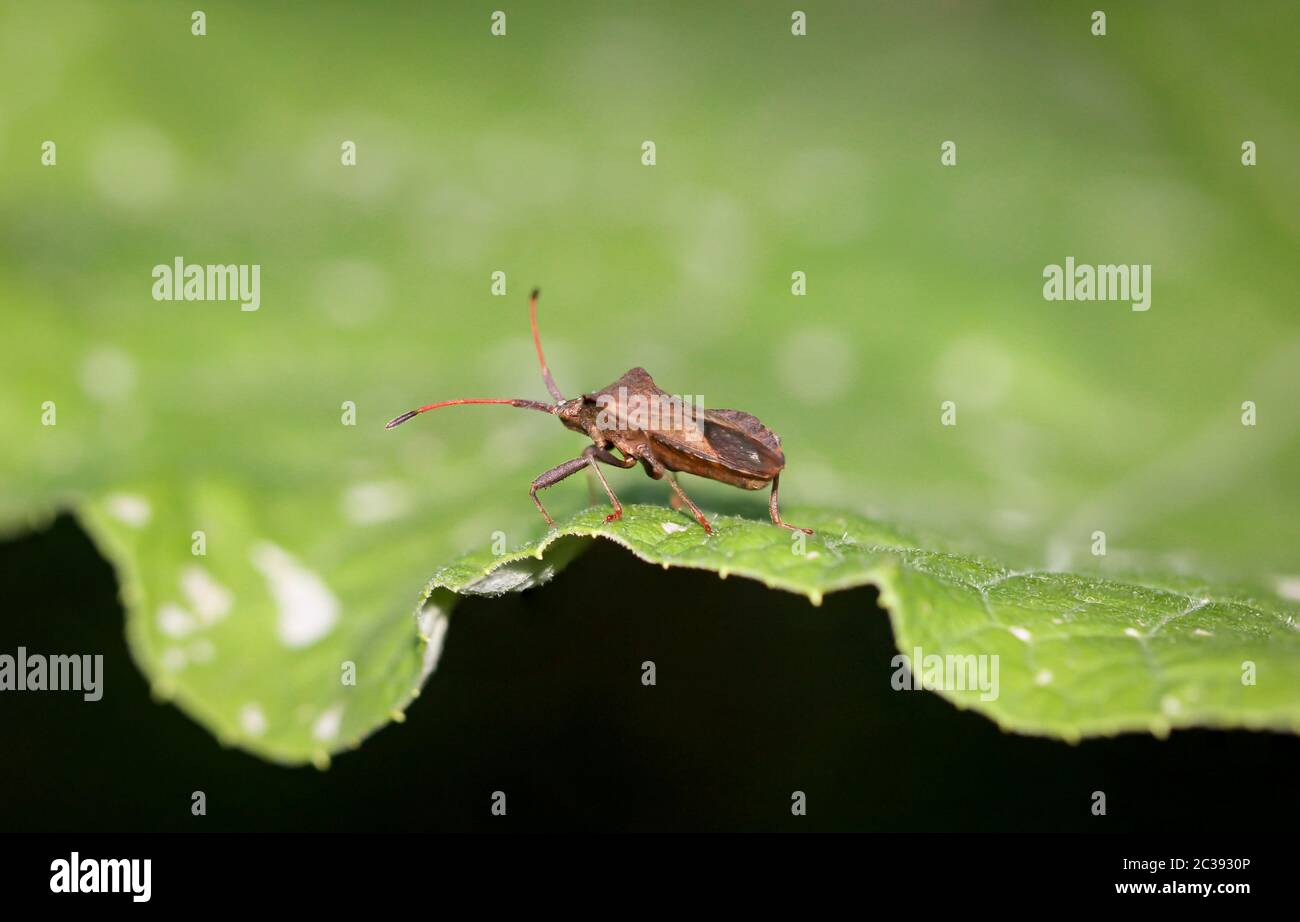 a bug runs along a leaf of a plant Stock Photo - Alamy