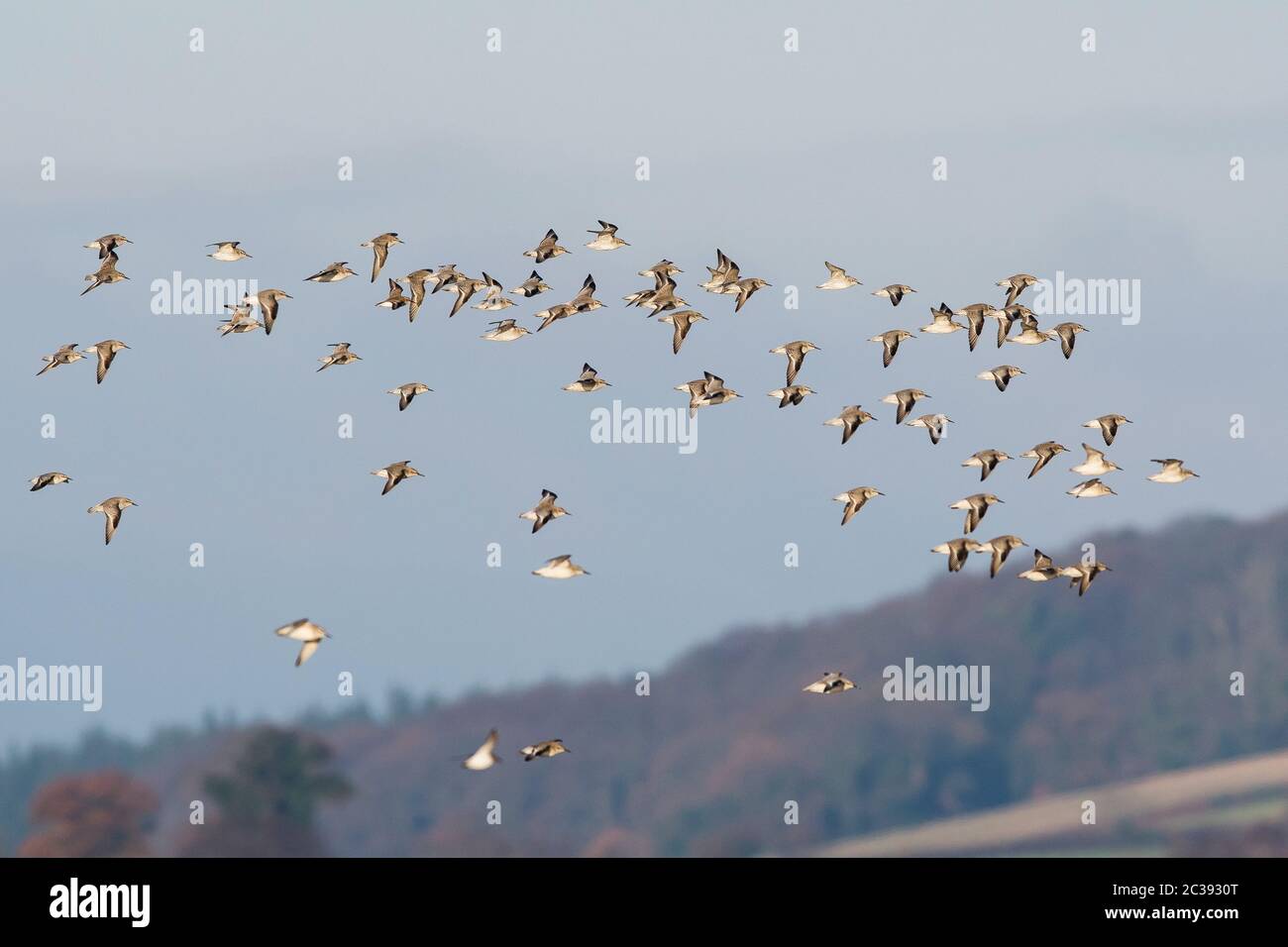 Energy dunlin hi-res stock photography and images - Alamy