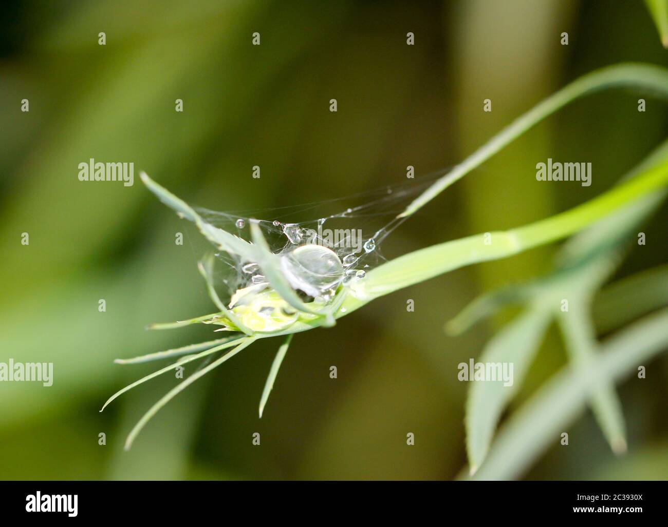 A drop of water has caught on a grass slime in a spider's web Stock ...