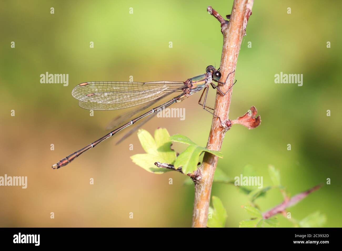 Dragon hopper hi-res stock photography and images - Alamy