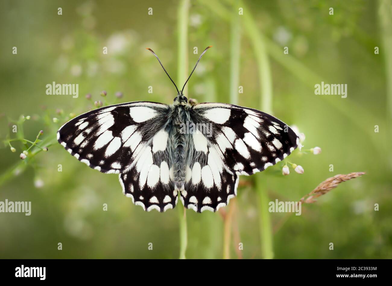 Checkerboard butterfly hi-res stock photography and images - Alamy