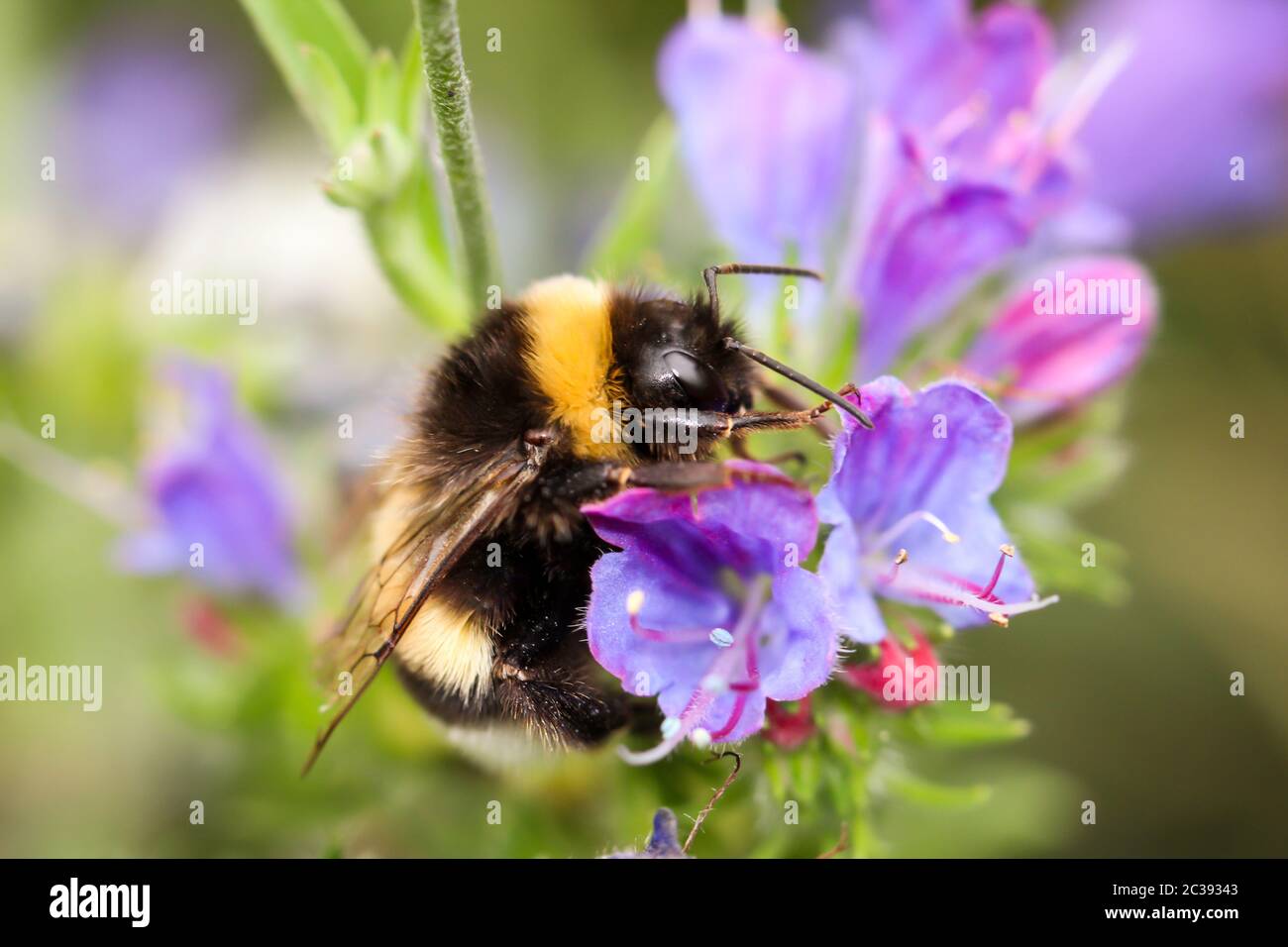 a bumblebee on a purple flower of a plant Stock Photo - Alamy