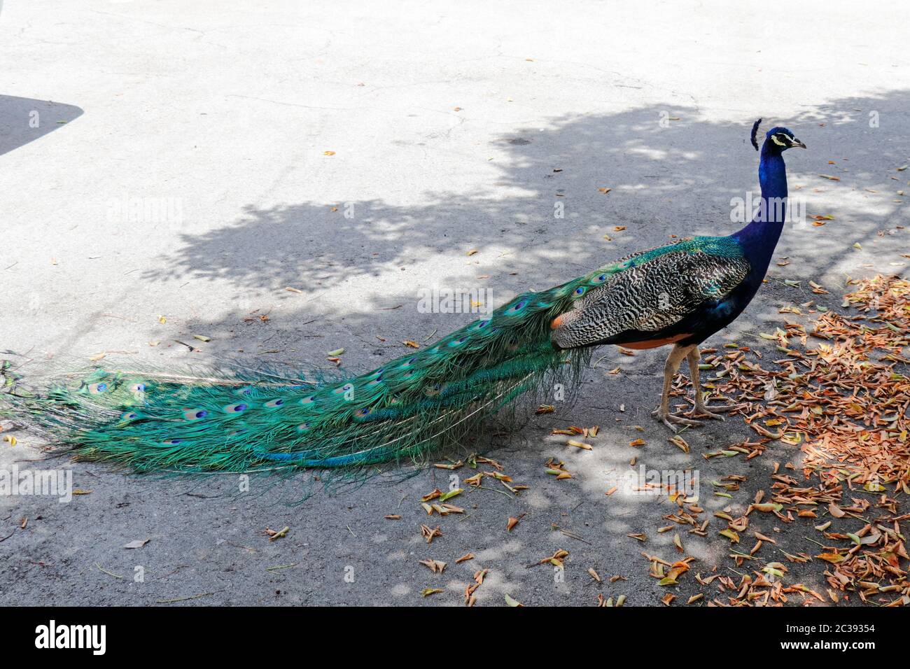 South florida wild blue bird hi-res stock photography and images - Alamy