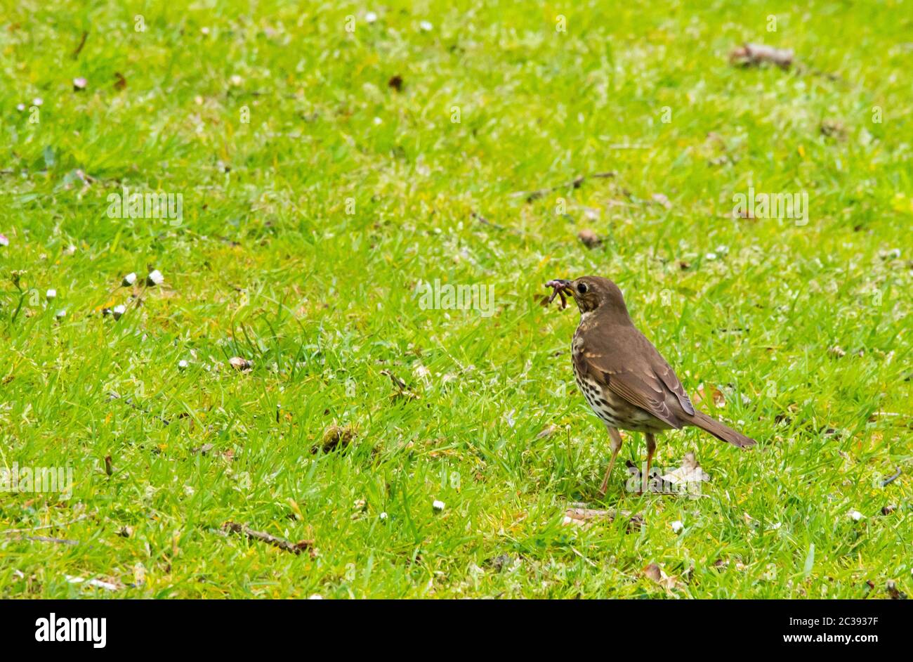 A song Thrush gathering food for its young Stock Photo - Alamy