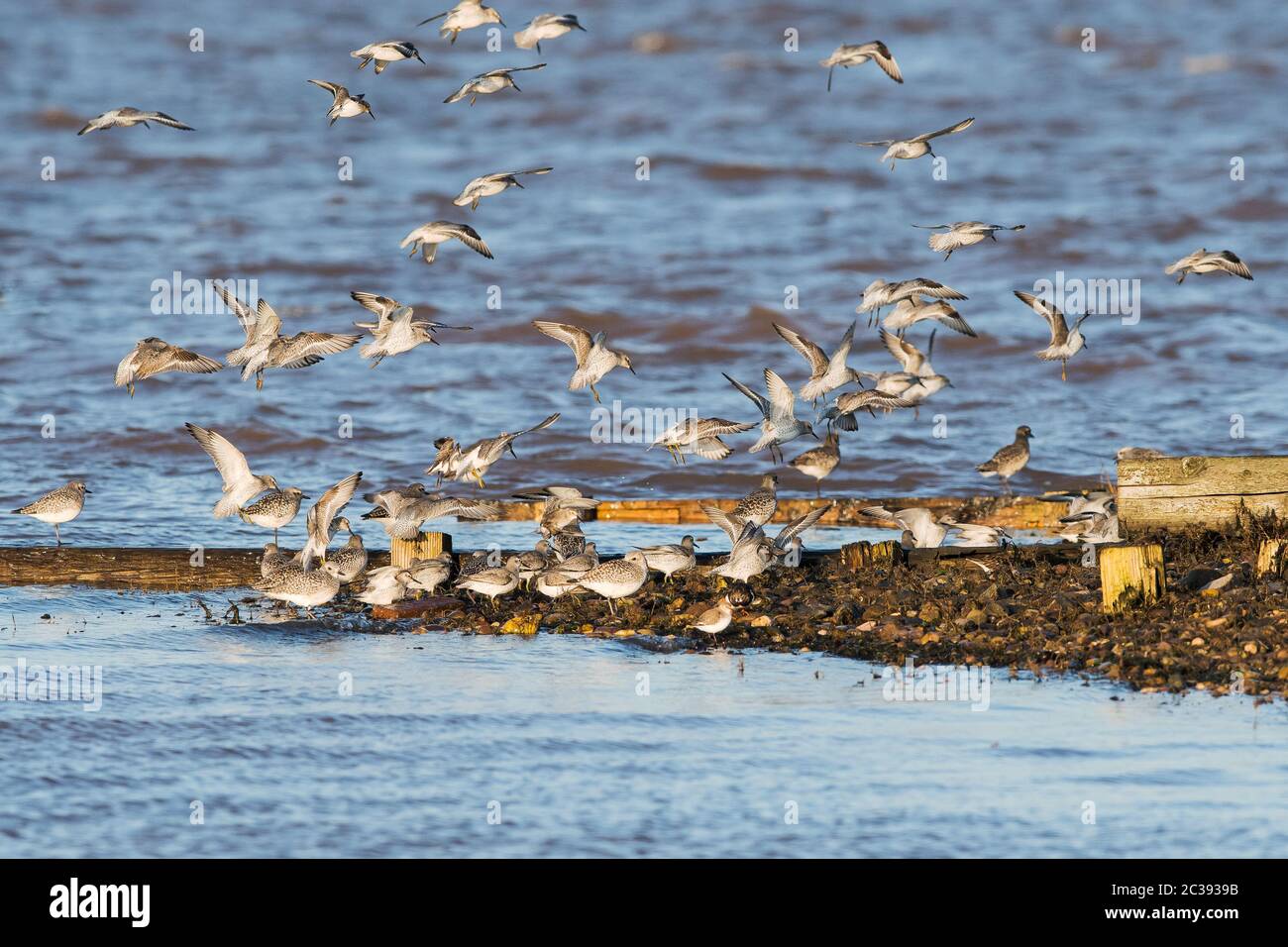 Red Knot, Grey Plover and Dunlin birds flying over sea Stock Photo - Alamy