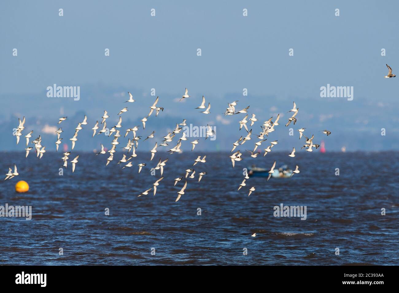 Red Knot, Grey Plover and Dunlin birds flying over sea Stock Photo - Alamy
