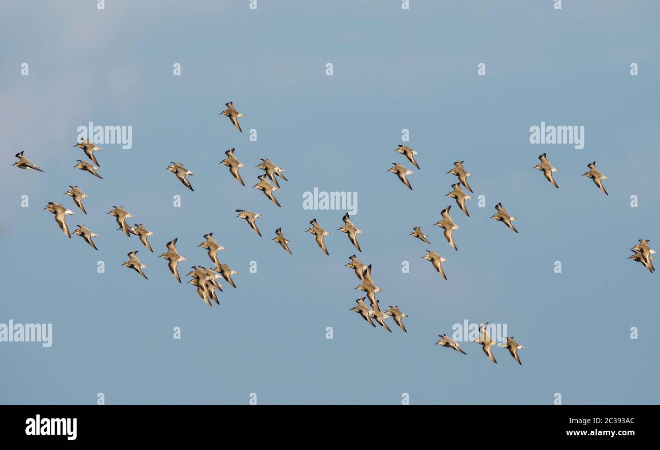 Red Knot, Grey Plover and Dunlin birds flying over sea Stock Photo - Alamy