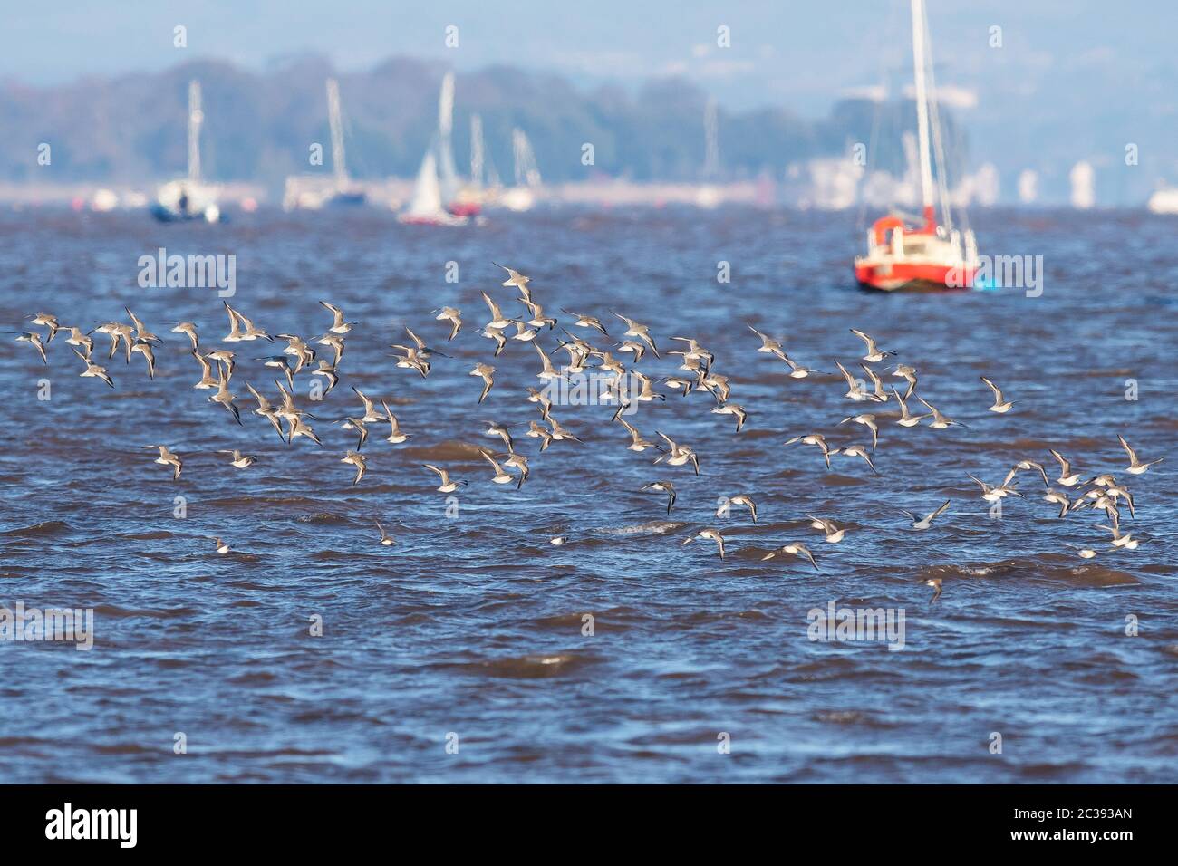 Energy dunlin hi-res stock photography and images - Alamy