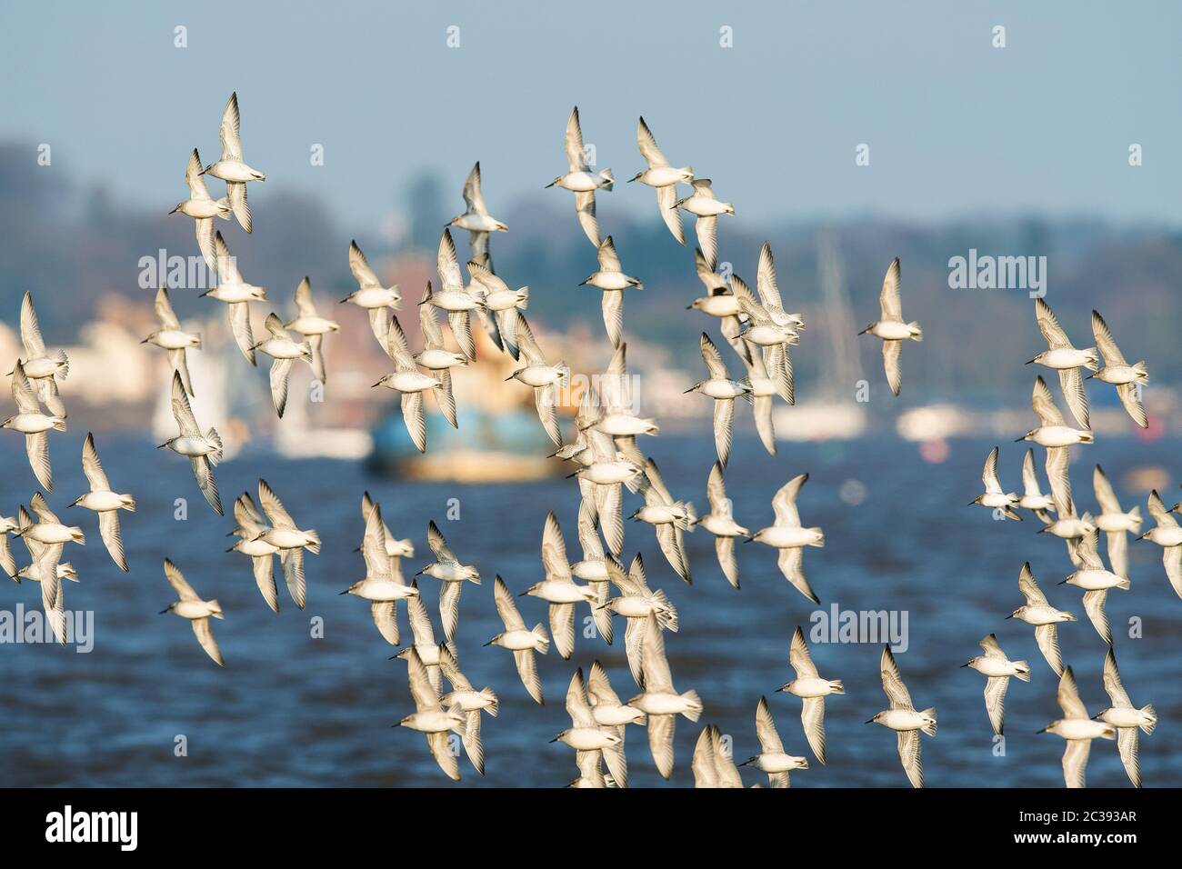 Red Knot, Grey Plover and Dunlin birds flying over sea Stock Photo - Alamy