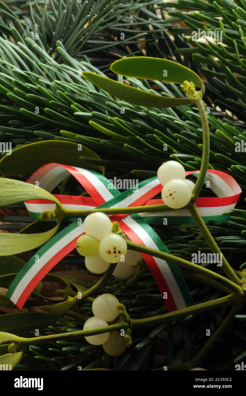 Mistletoe branch white berries hi-res stock photography and images - Alamy