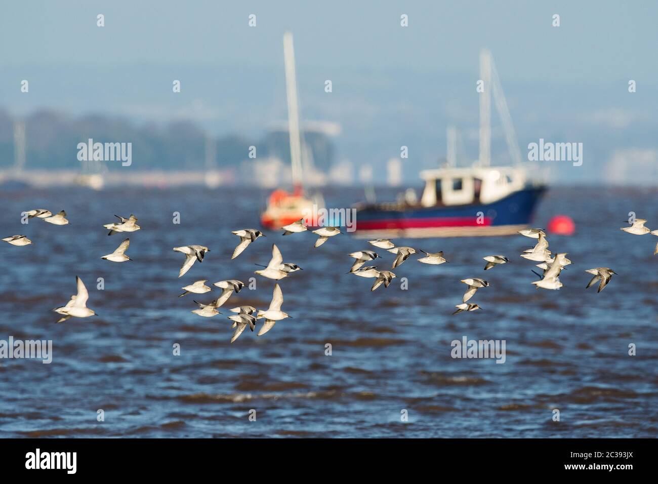 Red Knot, Grey Plover and Dunlin birds flying over sea Stock Photo - Alamy