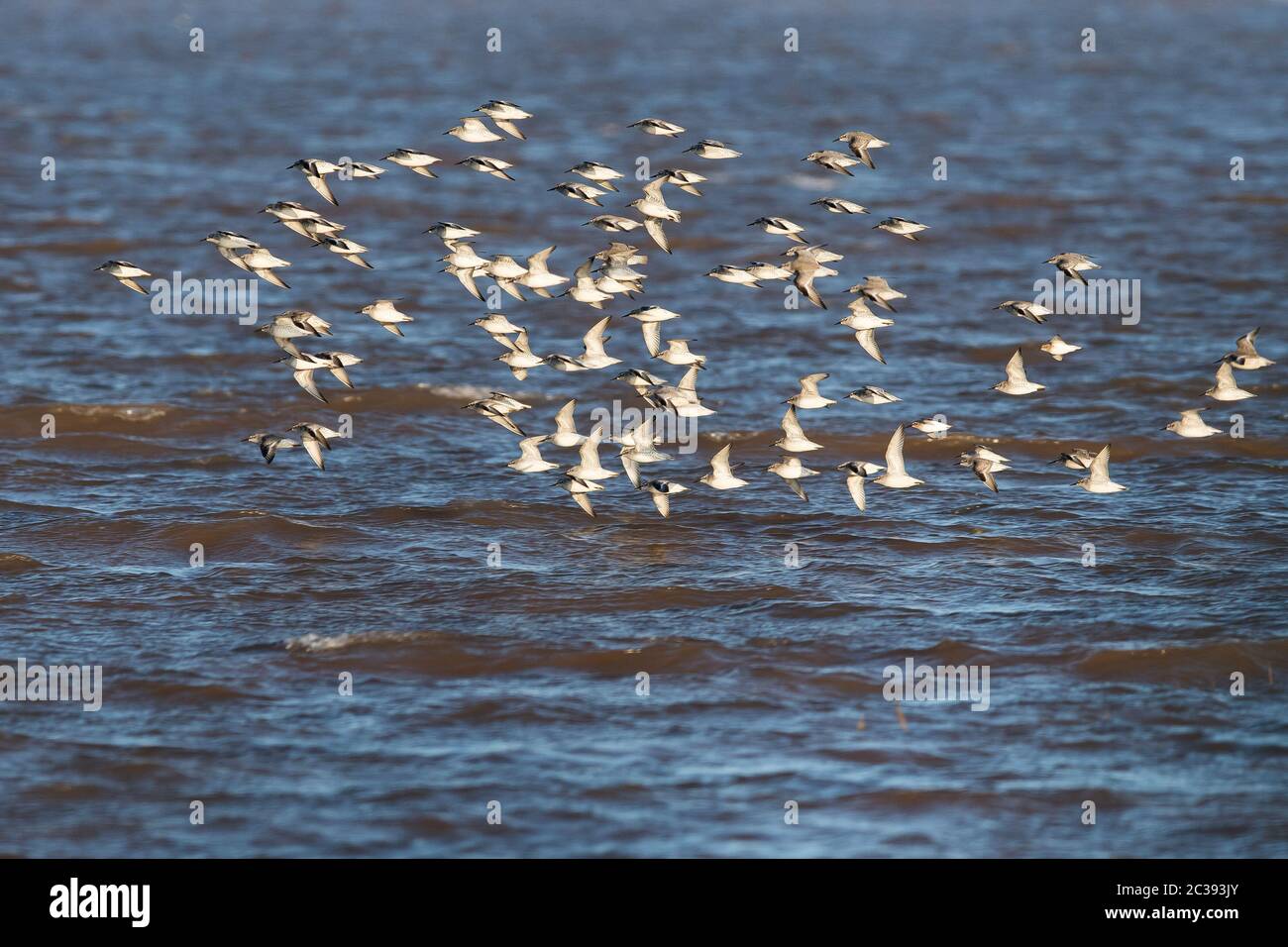 Energy dunlin hi-res stock photography and images - Alamy