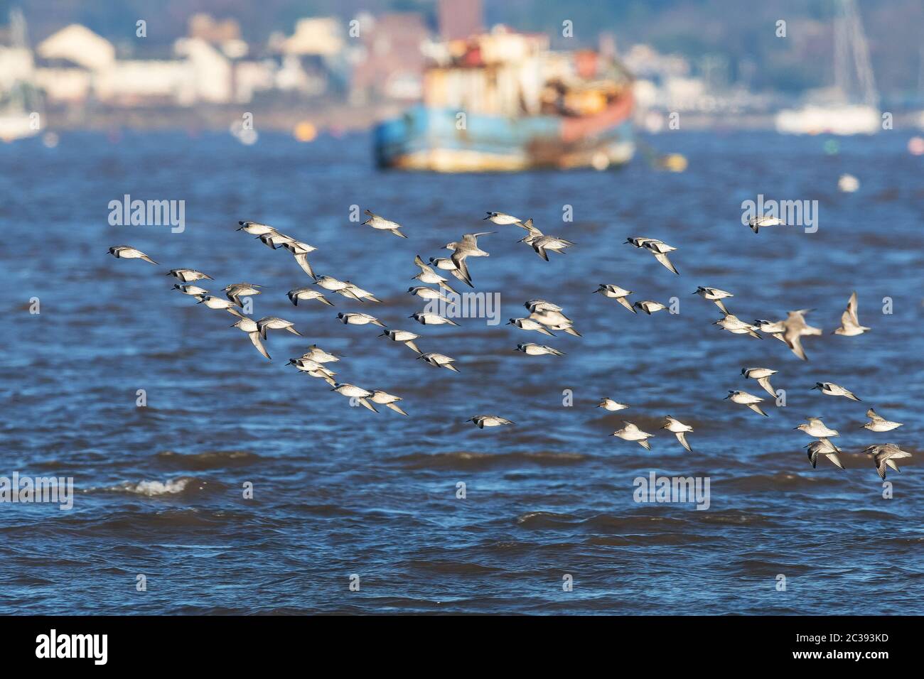 Red Knot, Grey Plover and Dunlin birds flying over sea Stock Photo - Alamy