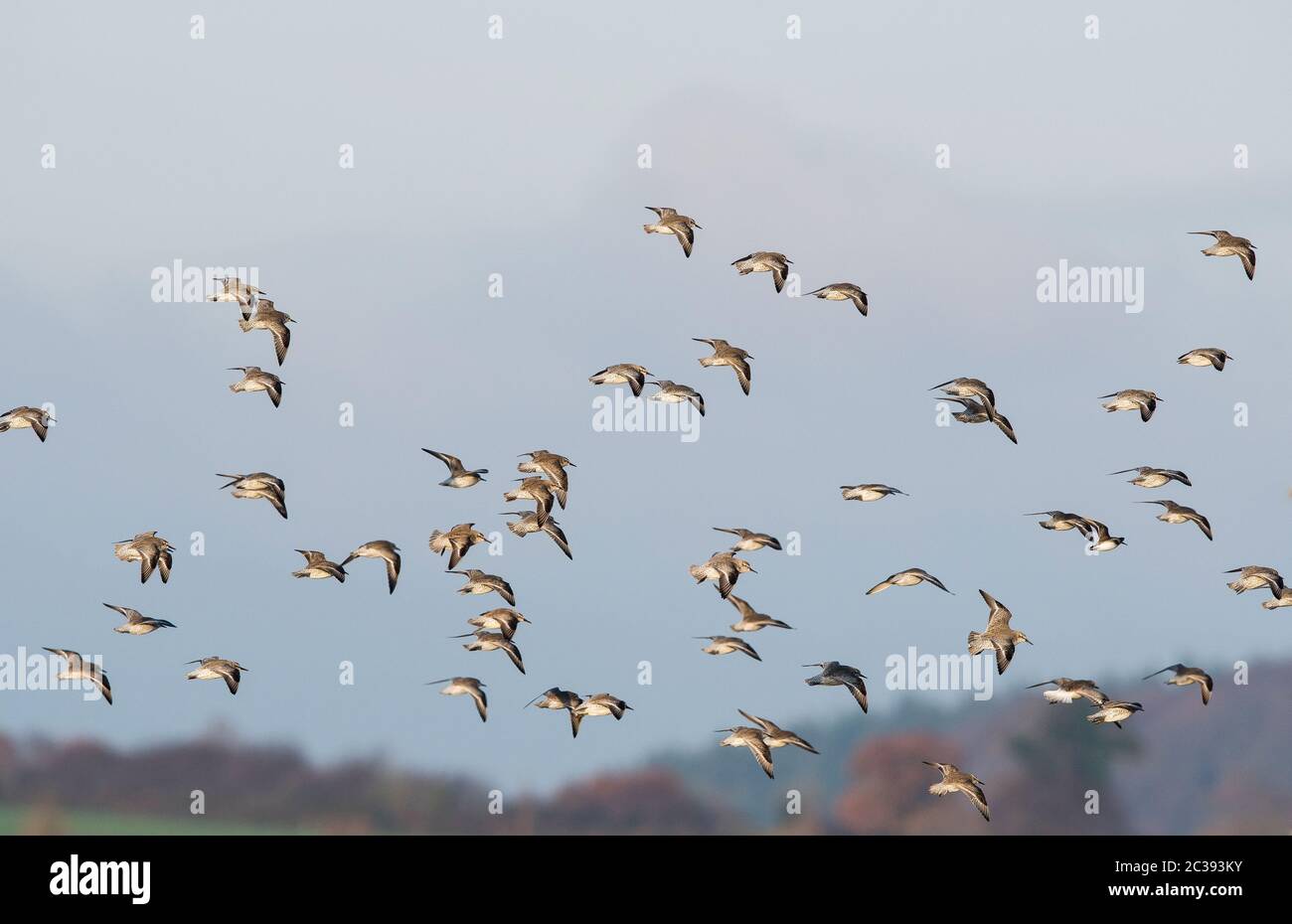 Red Knot, Grey Plover and Dunlin birds flying over sea Stock Photo - Alamy