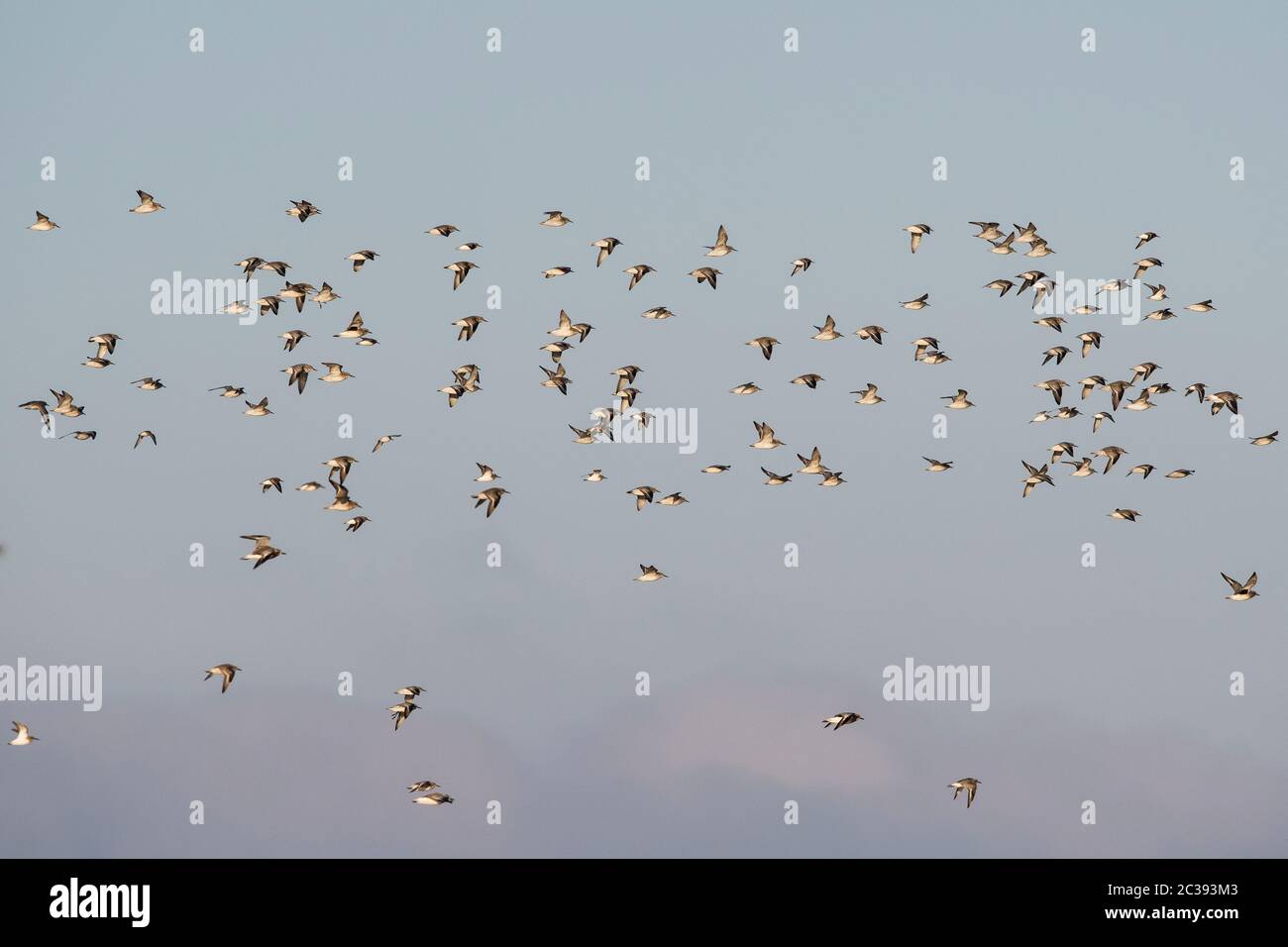Red Knot, Grey Plover and Dunlin birds flying over sea Stock Photo - Alamy
