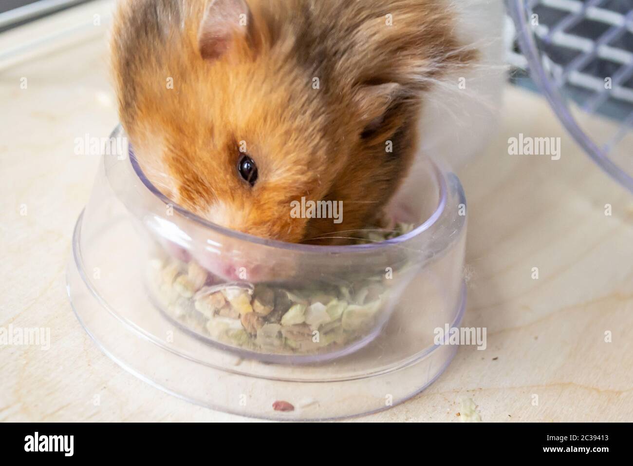 Syrian hamster eating from food bowl Stock Photo - Alamy