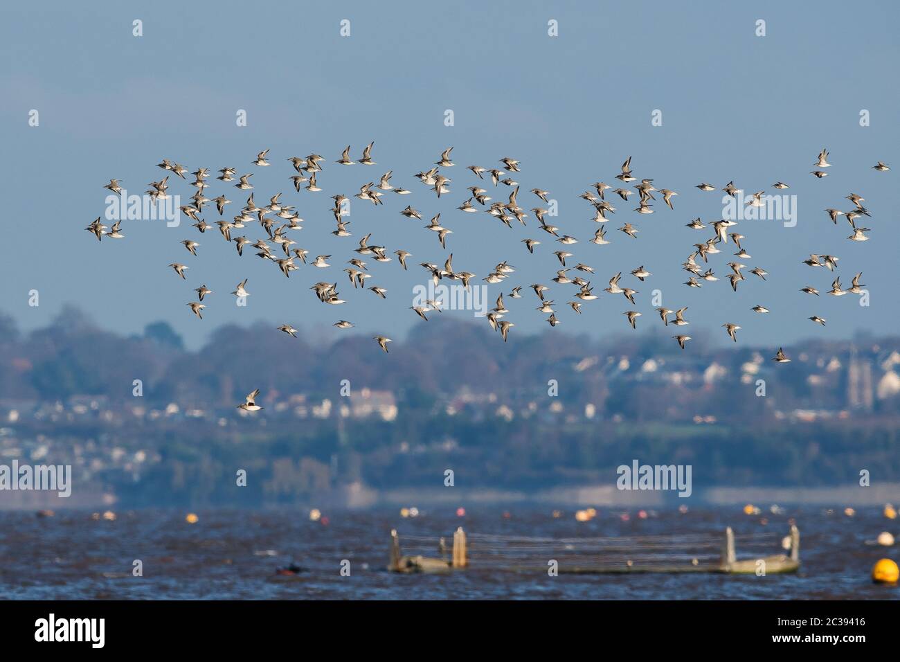 Red Knot, Grey Plover and Dunlin birds flying over sea Stock Photo - Alamy